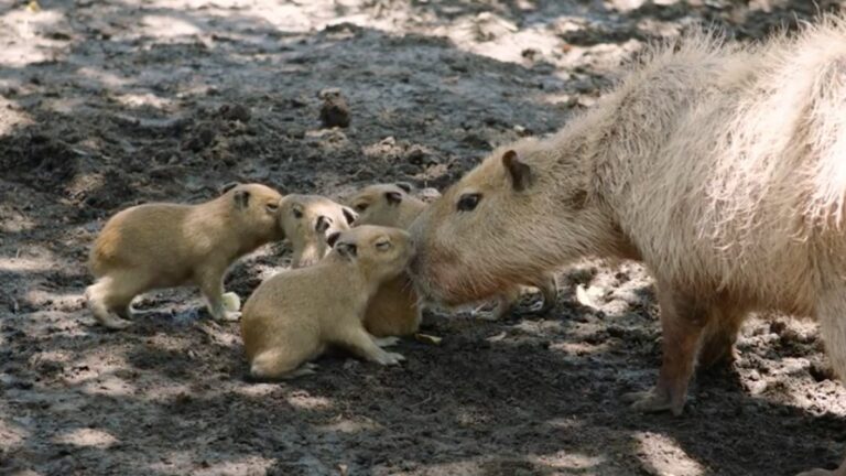 The Fascinating Characteristics of a Capybara - Baby Capybara