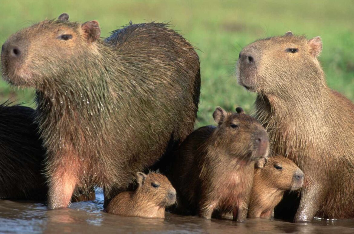 Exploring the Capybara's Egg in Adopt Me - Baby Capybara