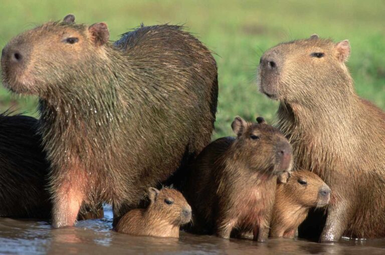 Exploring the Capybara's Egg in Adopt Me - Baby Capybara