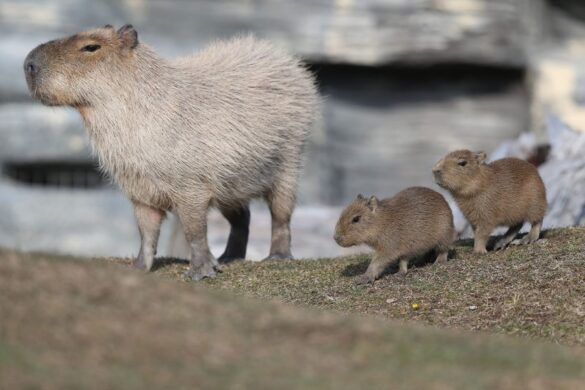 Exploring the Capybara's Egg in Adopt Me - Baby Capybara