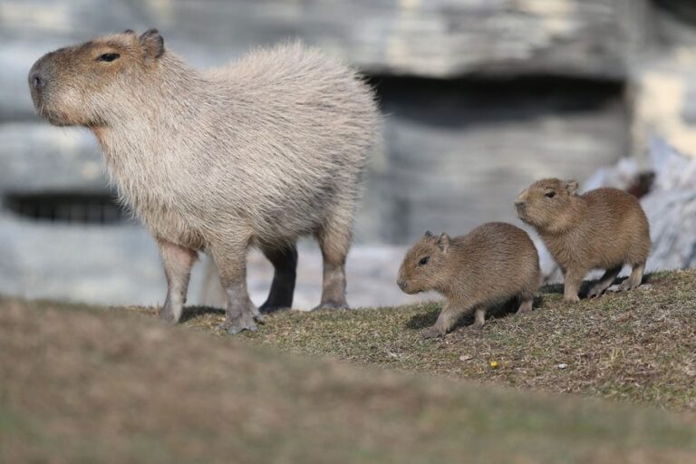 Exploring the Capybara's Egg in Adopt Me - Baby Capybara