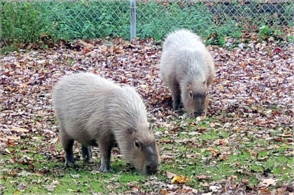 Exploring the Capybara's Egg in Adopt Me - Baby Capybara