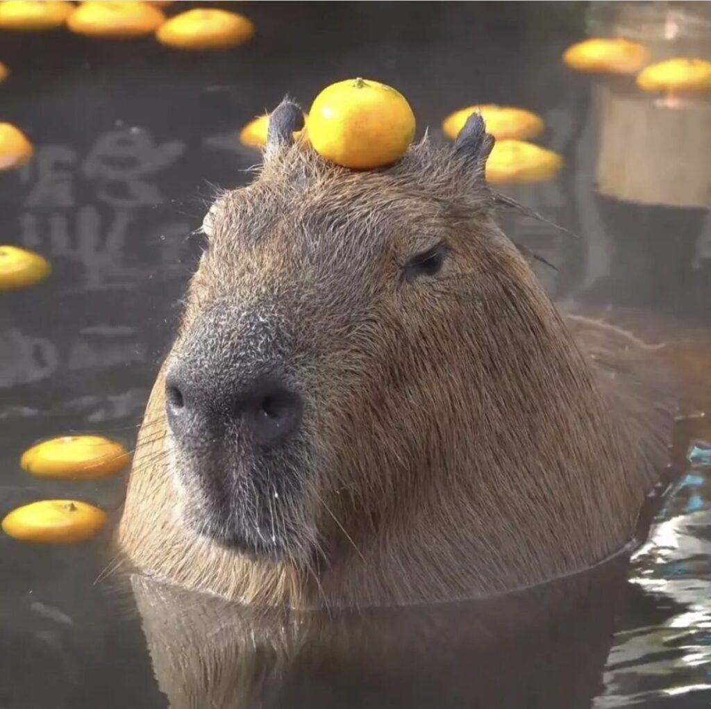 Home Sweet Home: The Habitat of Capybaras - Baby Capybara