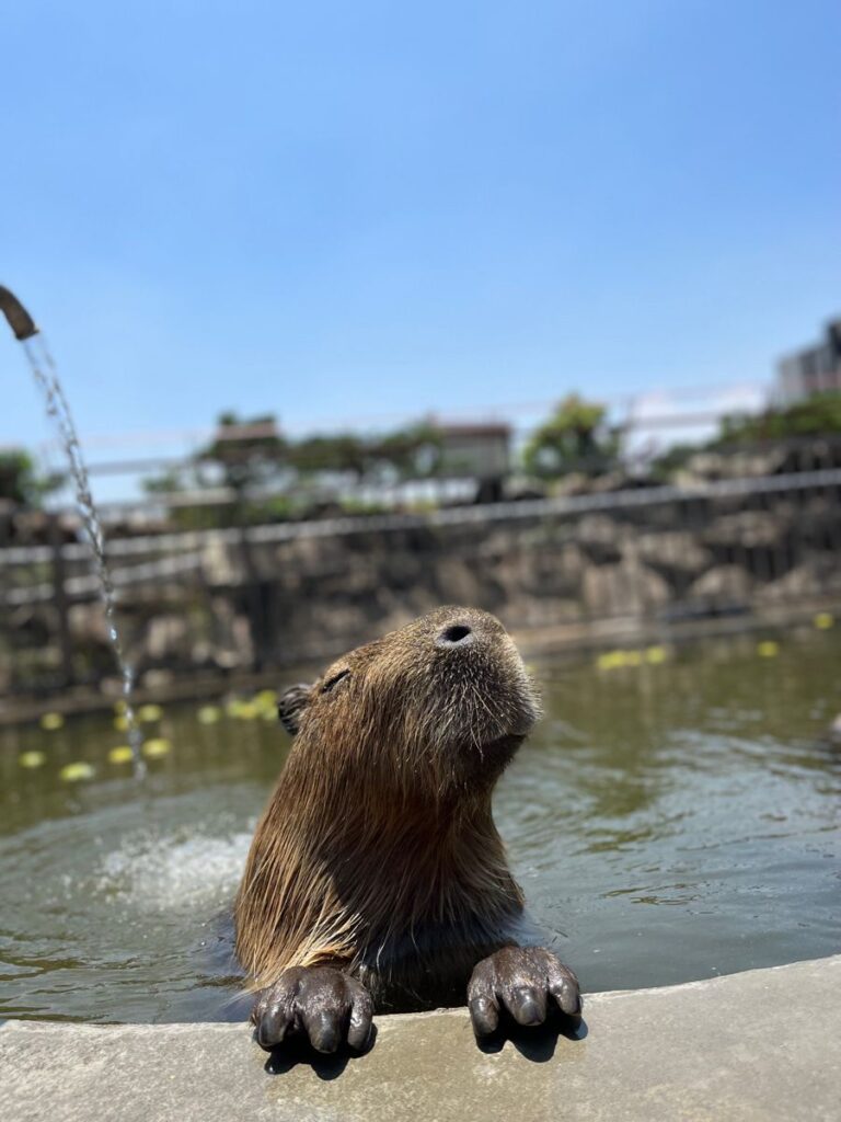 Understanding Capybara Behavior: Attacks on Humans - Baby Capybara