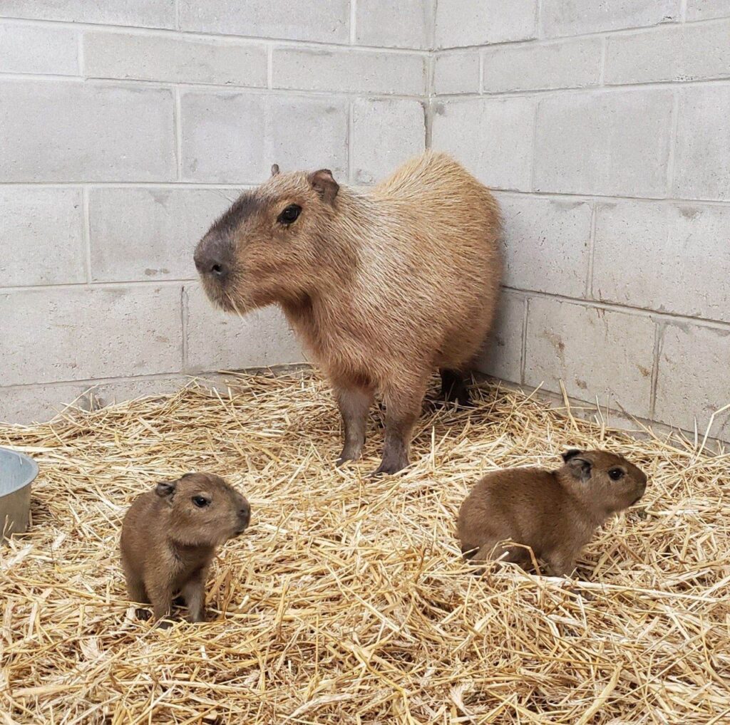 Discover Where You Can Legally Adopt a Capybara in the U.S.: The ...