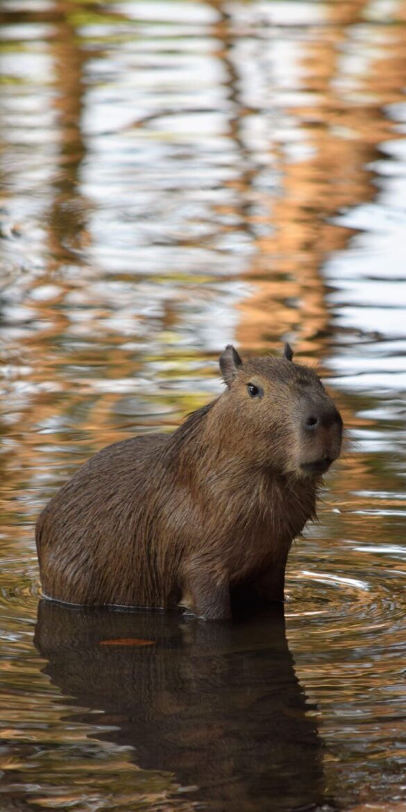 Capybaras: Endangered Species Conservation Efforts - Baby Capybara