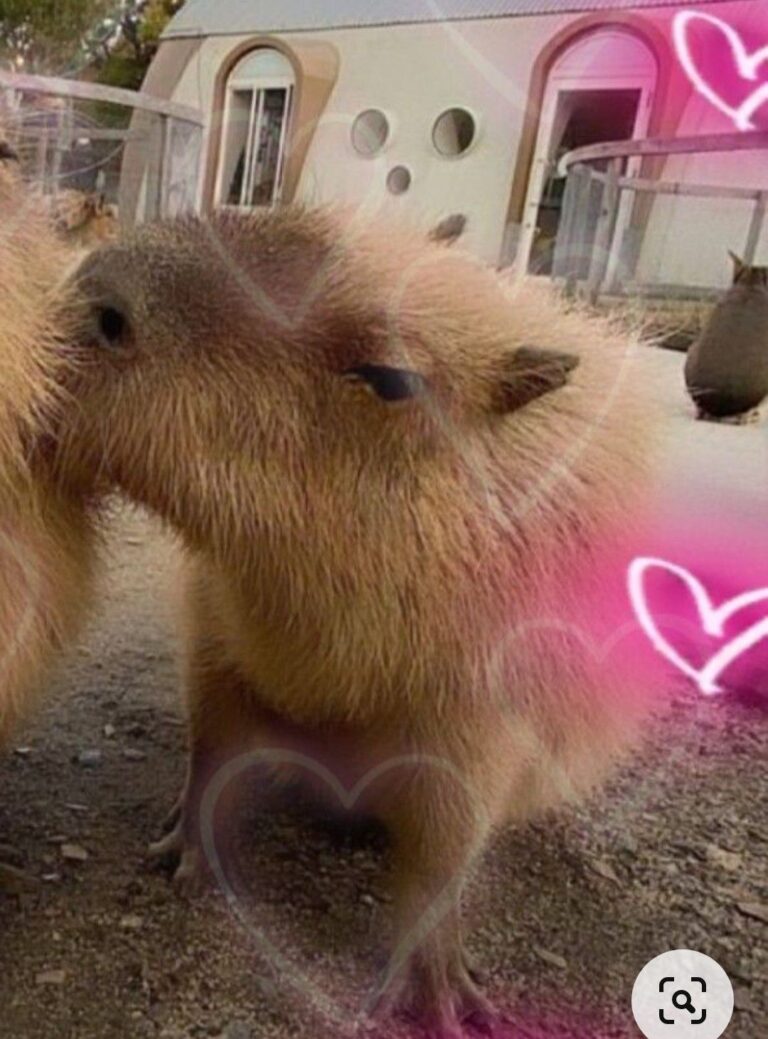 Is Capybara a Rat? - Baby Capybara