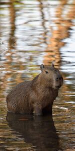 Understanding Capybara Behavior: Attacks on Humans - Baby Capybara