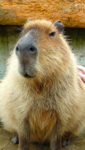 Understanding Capybara Behavior: Attacks on Humans - Baby Capybara