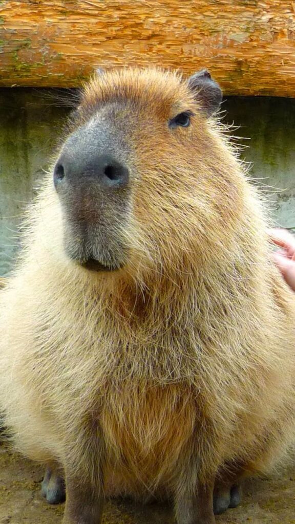 Understanding Capybara Behavior: Attacks on Humans - Baby Capybara