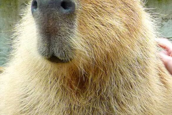 Exploring the Fascinating Capybara Life Cycle - Baby Capybara Exploring the Fascinating Capybara Life Cycle - Baby Capybara