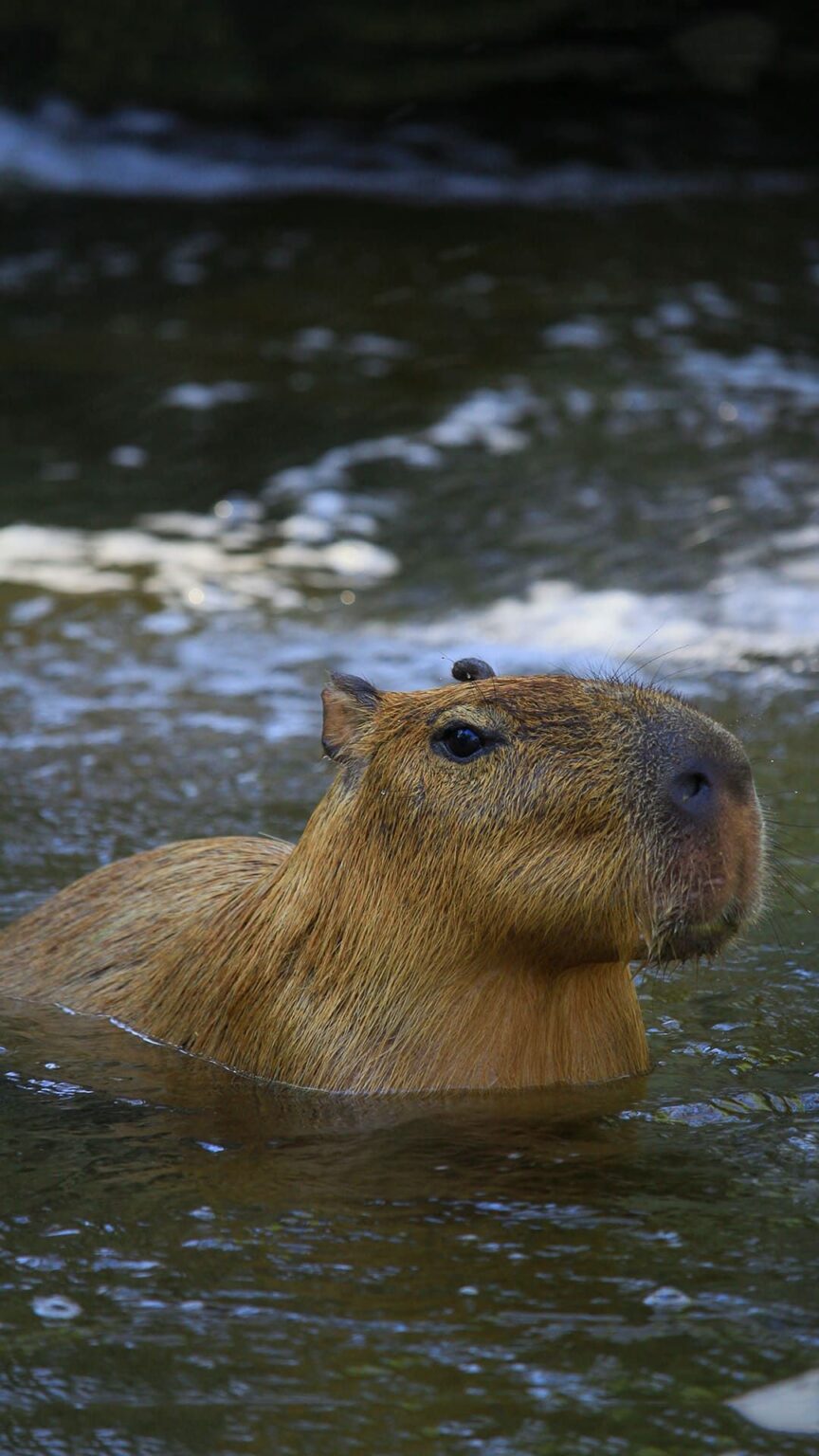 Two Front Teeth: A Dental Tale - Baby Capybara