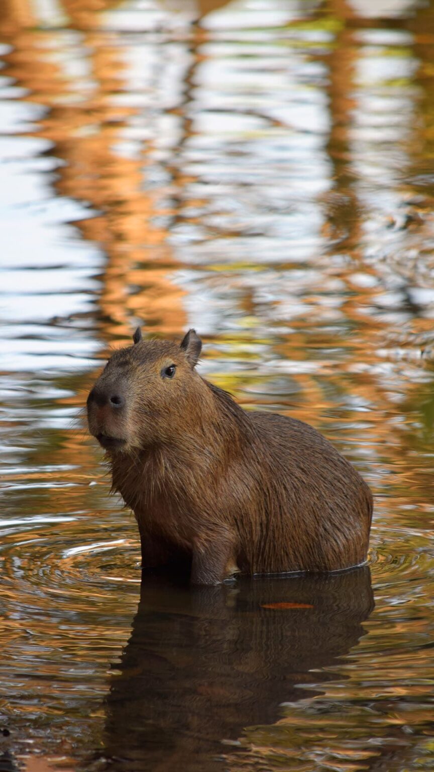 The Surprising Similarities Between Capybaras and Guinea Pigs - Baby ...