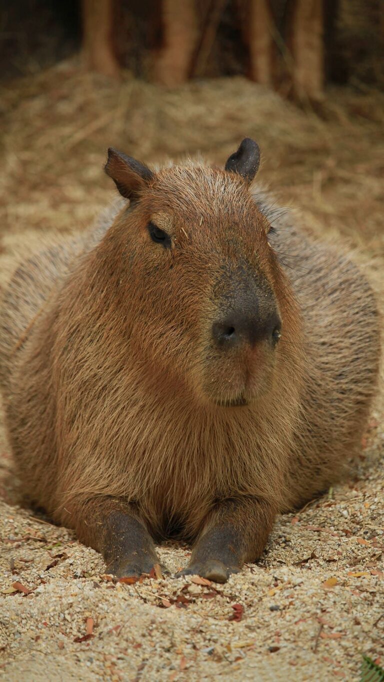 The Fascinating Relationship between Alligators and Capybaras - Baby ...