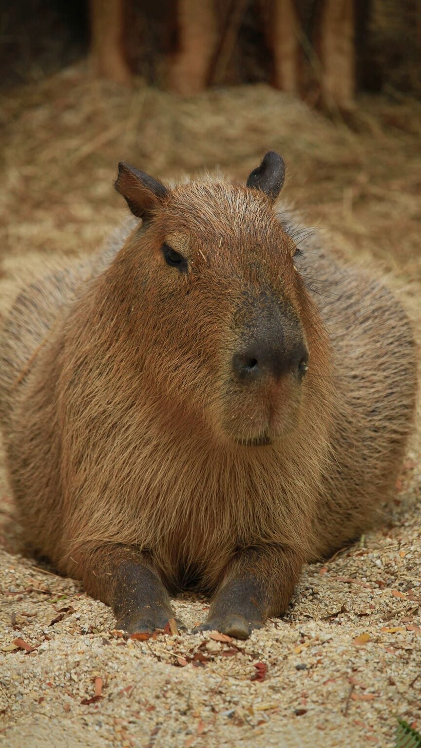 The Fascinating Relationship between Alligators and Capybaras - Baby ...