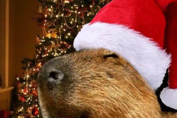 Capybara Fun - Baby Capybara