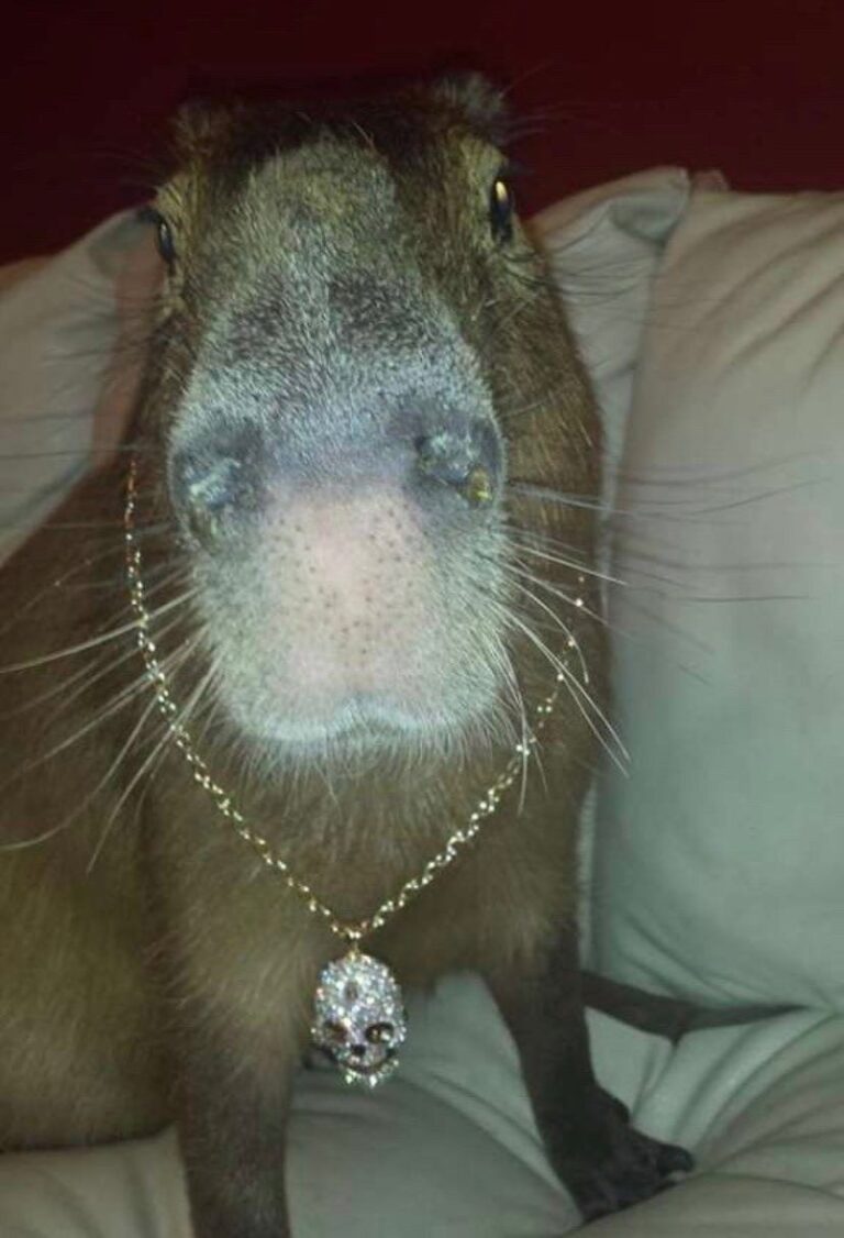 Capybaras: Endangered Species Conservation Efforts - Baby Capybara