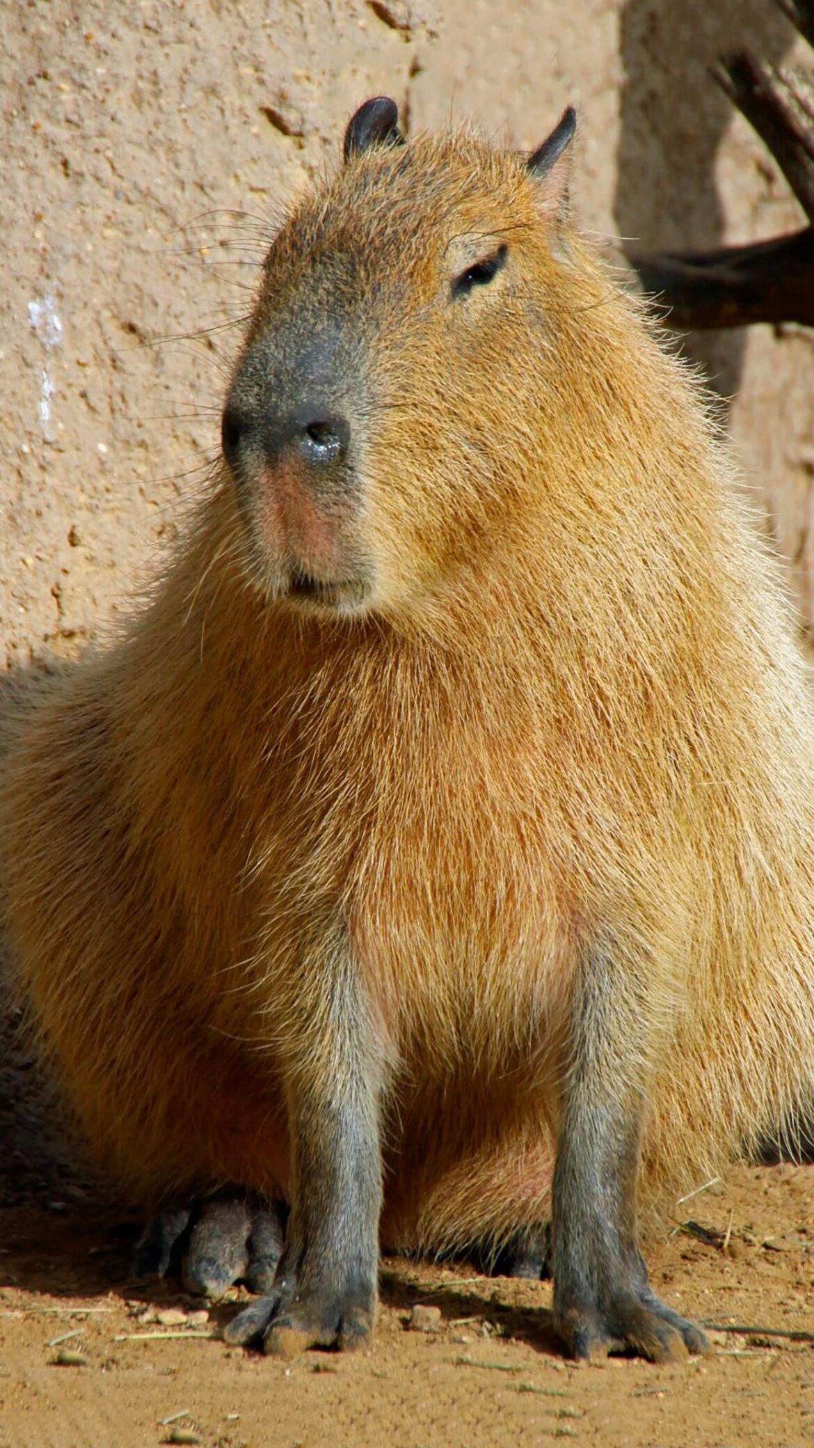 Cute Capybara Wallpaper 4K for Iphone, Ipad, Laptop, PC - Baby Capybara
