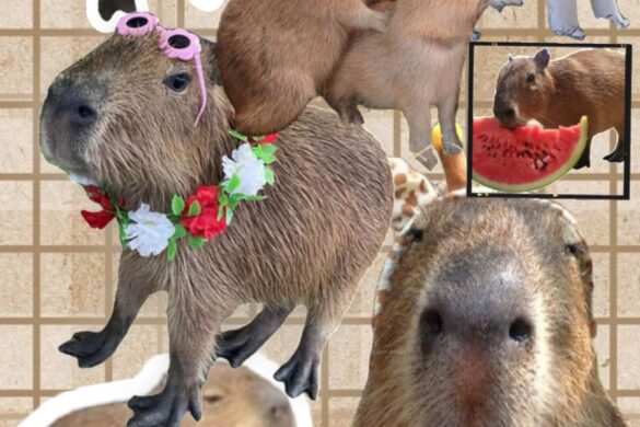 The Cost of Adopting a Capybara - Baby Capybara
