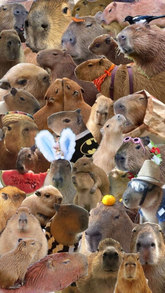 Cute Capybara Wallpaper 4K for Iphone, Ipad, Laptop, PC - Baby Capybara