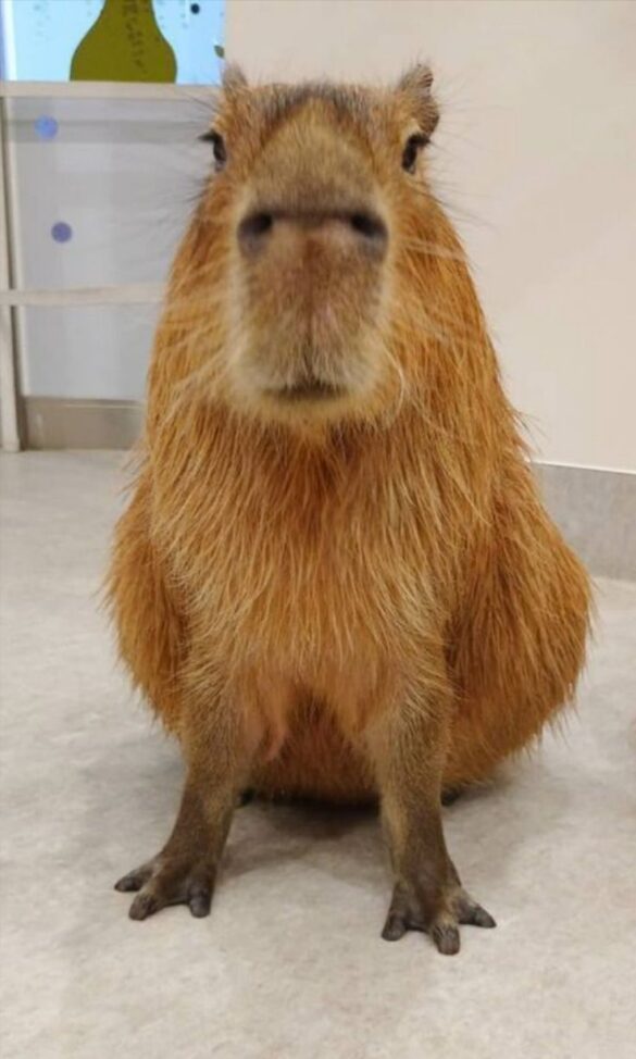 Cute Capybara Wallpaper 4K for Iphone, Ipad, Laptop, PC - Baby Capybara