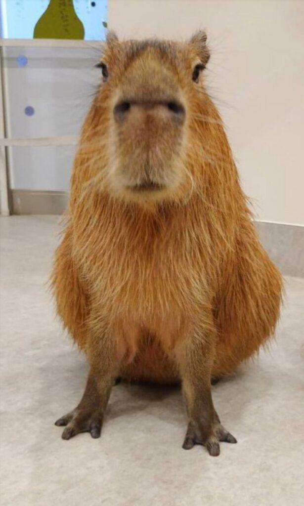 Cute Capybara Wallpaper 4K for Iphone, Ipad, Laptop, PC - Baby Capybara