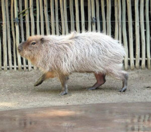 Discover the Enchanting World of Albino Capybaras: Your Ultimate Guide ...