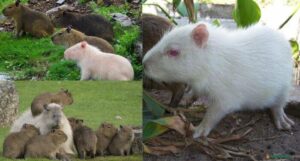 Discover the Enchanting World of Albino Capybaras: Your Ultimate Guide ...