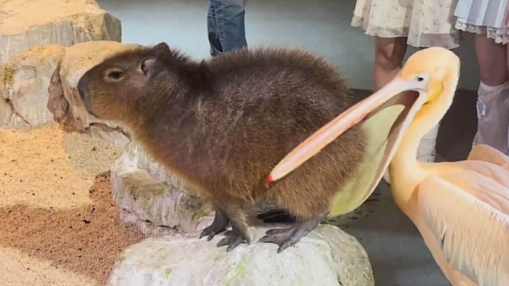 What Drives Pelicans to Attempt Eating Capybaras - Baby Capybara